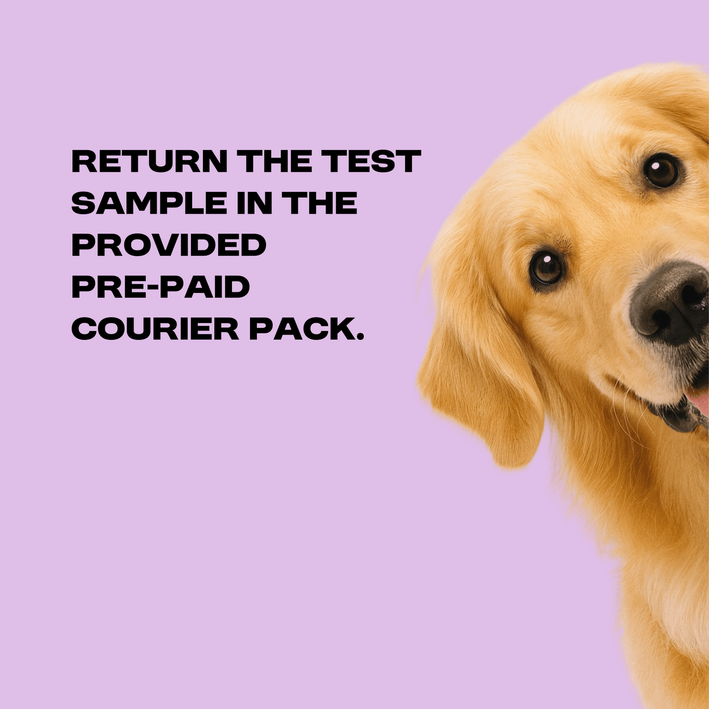 Paw Print Health | Dog DNA, Allergy & Gut Health Tests